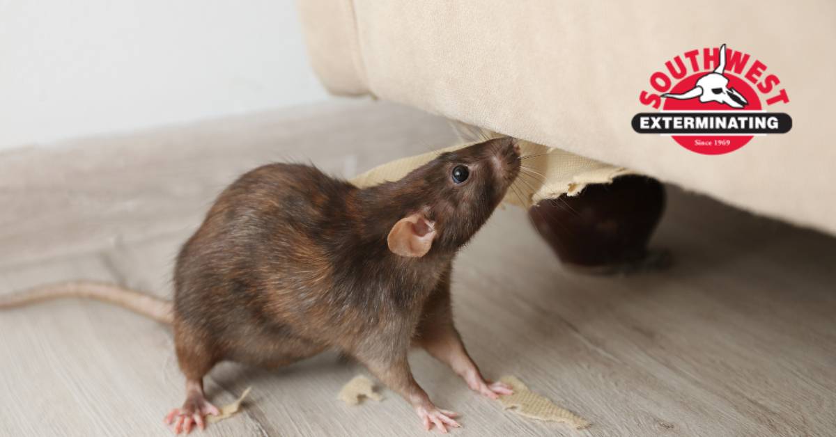 How to Prevent Rodents from Nesting Indoors as Temperatures Drop